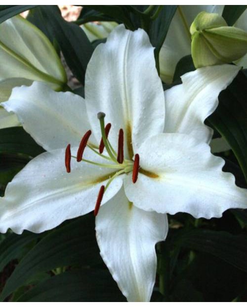 lilietulipany.pl